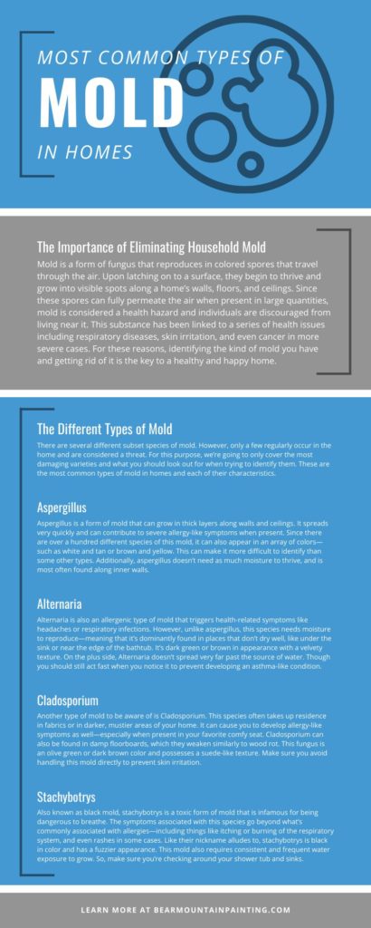 Most Common Types of Mold in Homes